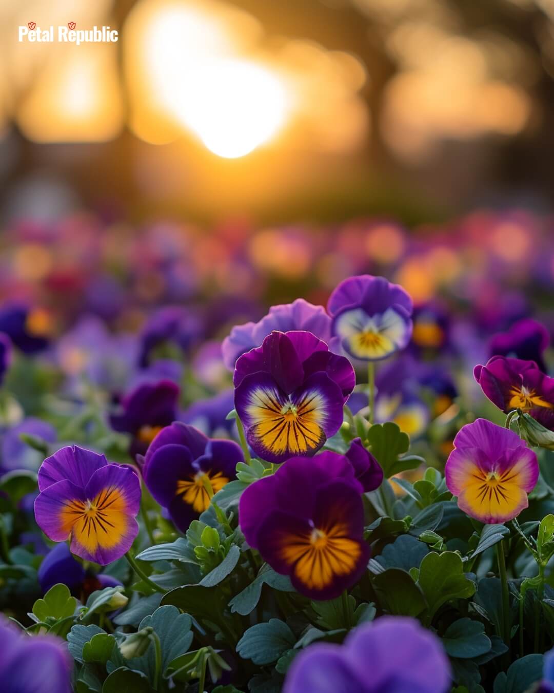 10 Winter-Ready Flowers to Brighten the Coldest Days - Petal Republic