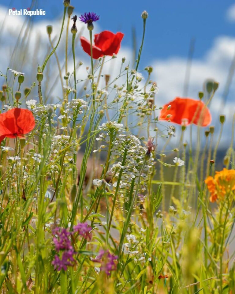 Best Flower Photos of the Week: April 26th, 2024 - Petal Republic