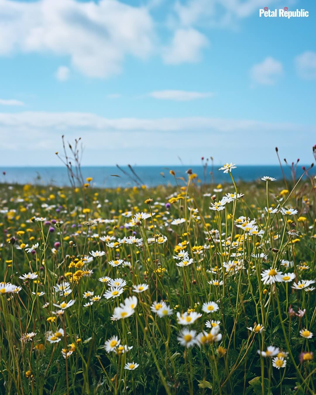 Best Flower Photos of the Week: May 24th, 2024 - Petal Republic