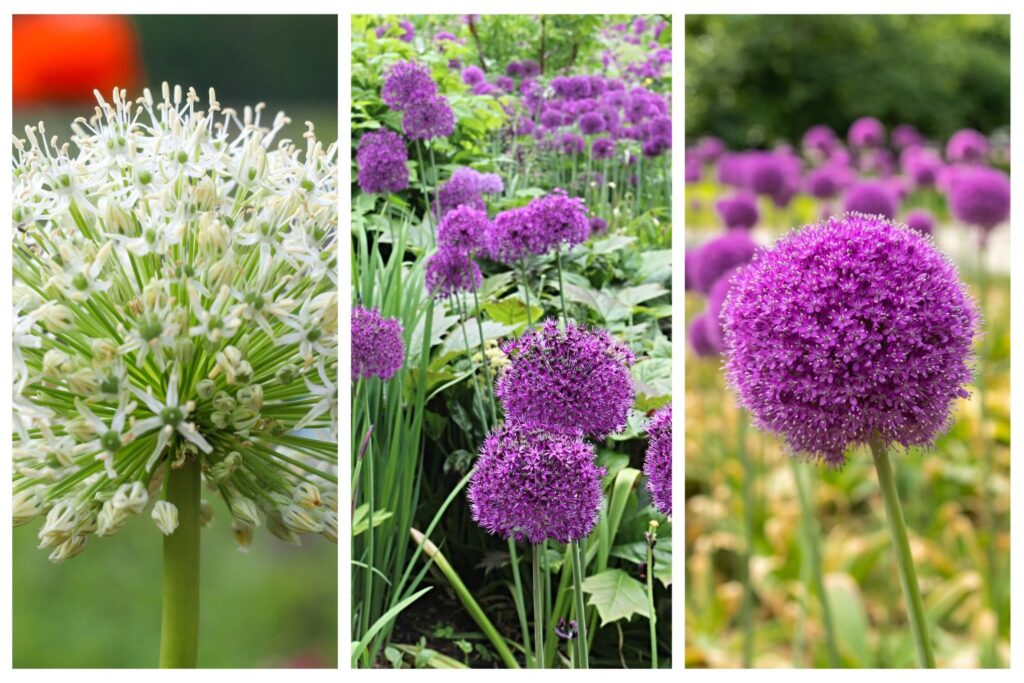 The Beauty of Alliums: Growing Tips and Care - Petal Republic