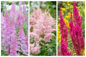 How to Grow and Care for Astilbe Flowers - Petal Republic