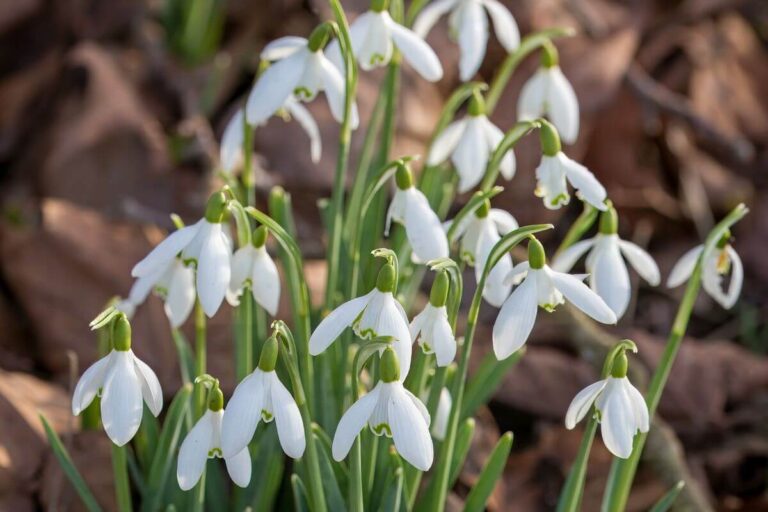 22 Brilliant Spring Flowering Bulbs for Your Garden - Petal Republic