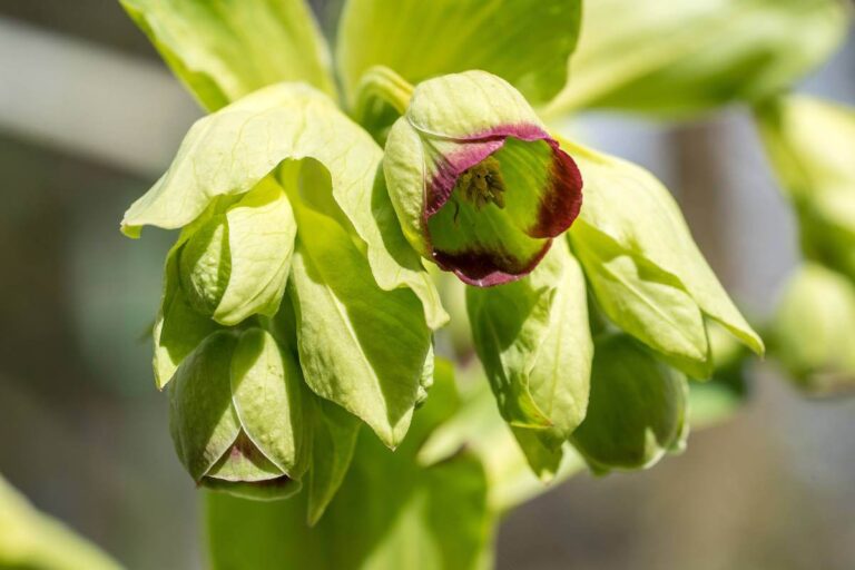 11 Flowers That Look Beautiful But Smell Terrible - Petal Republic