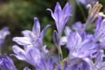 22 Brilliant Spring Flowering Bulbs for Your Garden - Petal Republic