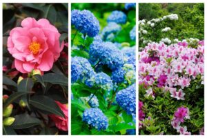 A Guide to the Various Types of Shrubs - Petal Republic