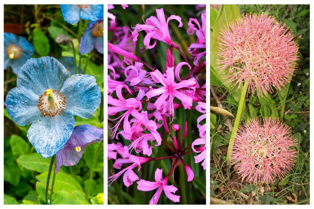 11 Rare and Exotic Flowering Bulbs for Your Garden - Petal Republic