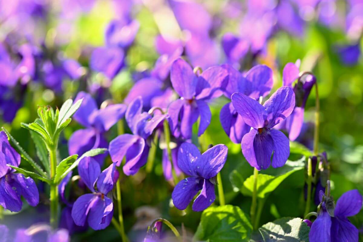 9 Lawn-Wrecking Plants: The Troublemakers to Watch Out For - Petal Republic