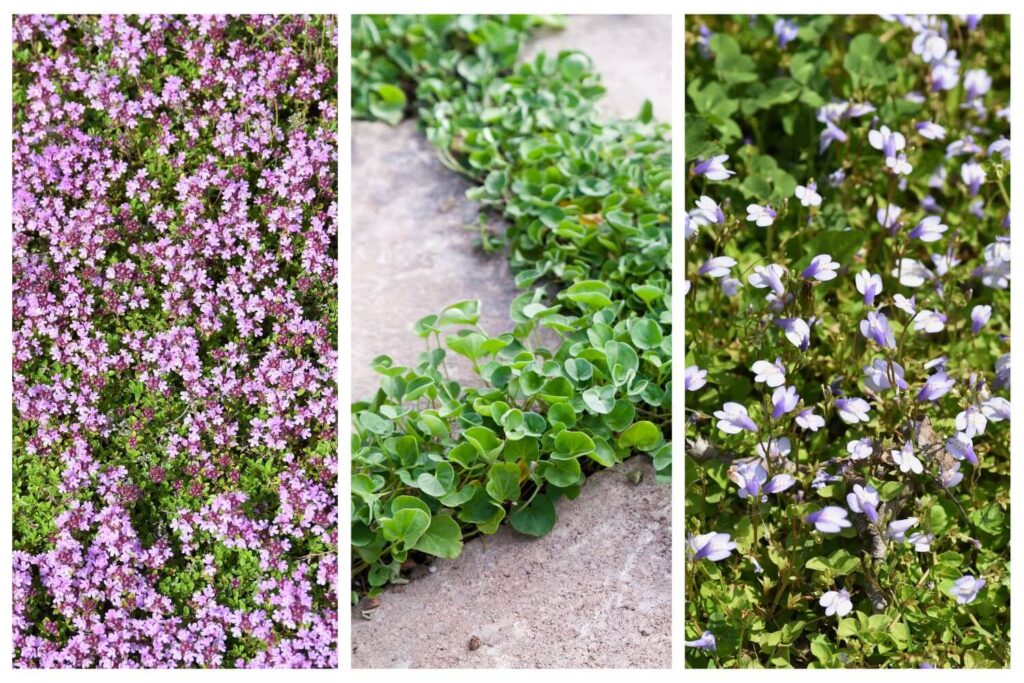 35 Easy-Care Ground Cover Plants for Every Garden - Petal Republic