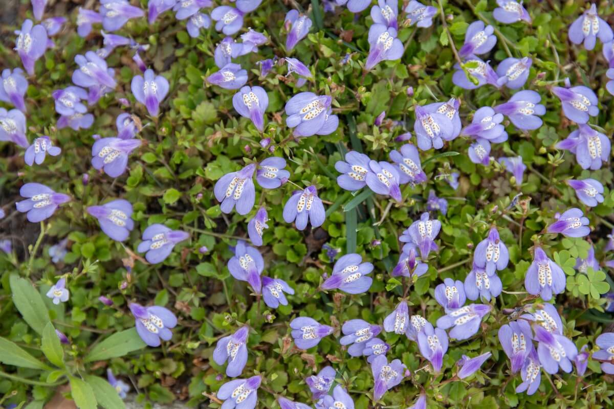 Bee Friendly Ground Covers: Beautifying Your Space and Helping Bees ...