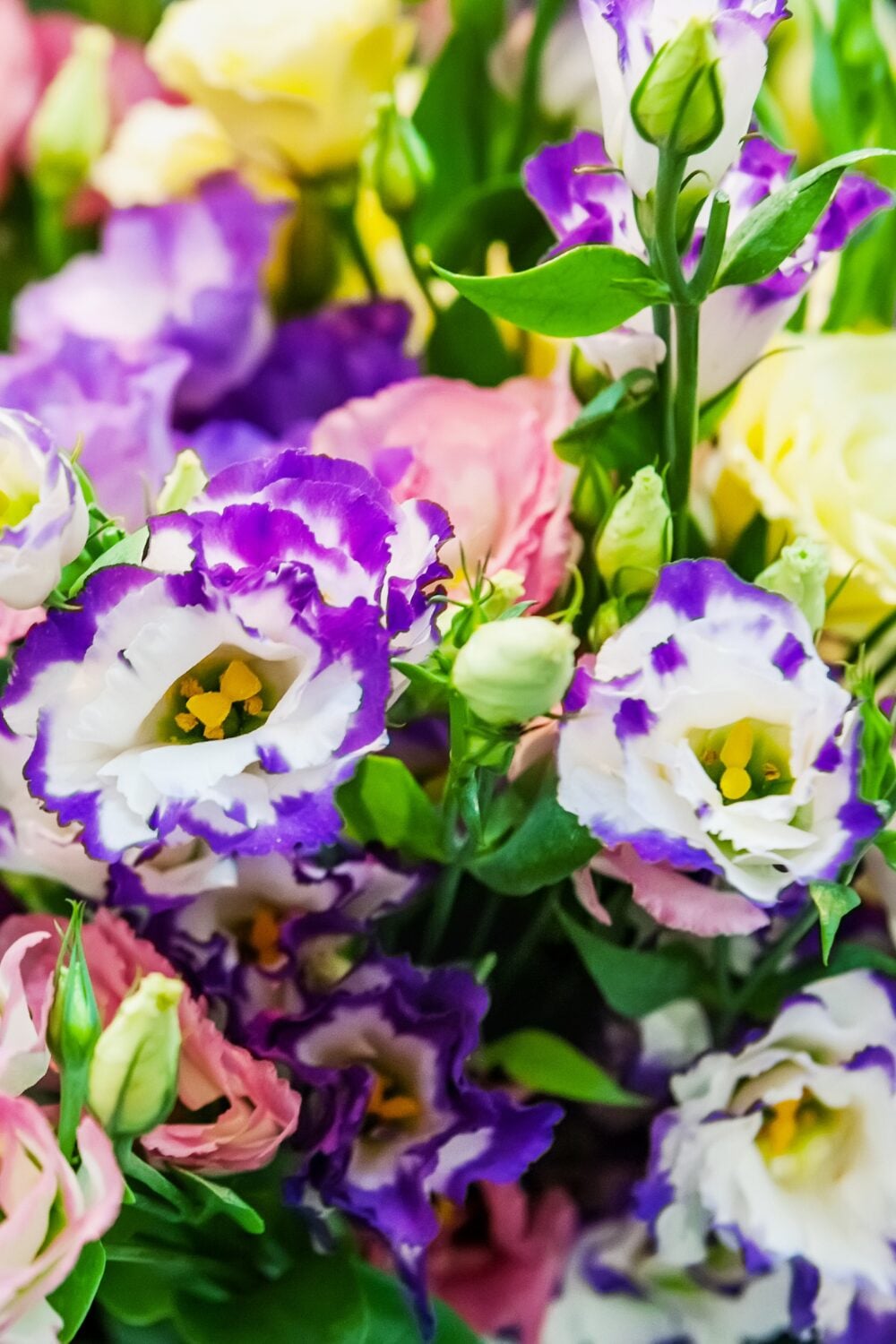 Lisianthus: The Flower That Symbolizes Charm, Grace, and Undeniable ...